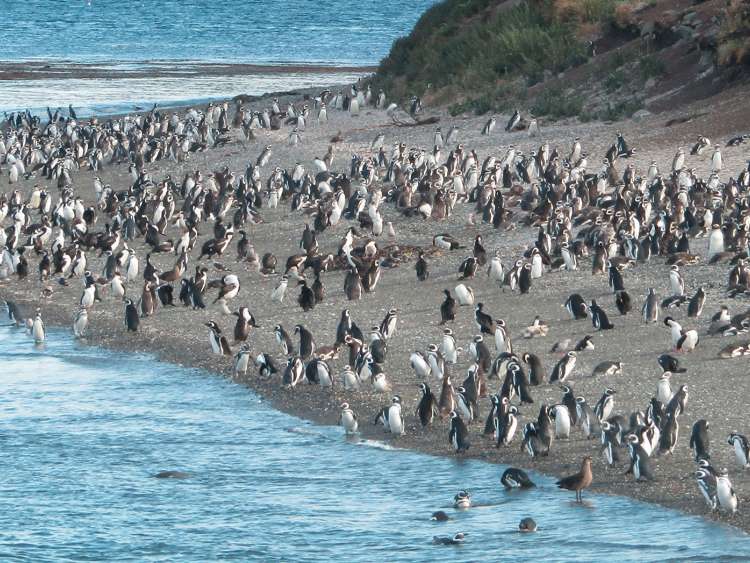 Penguin Rookery