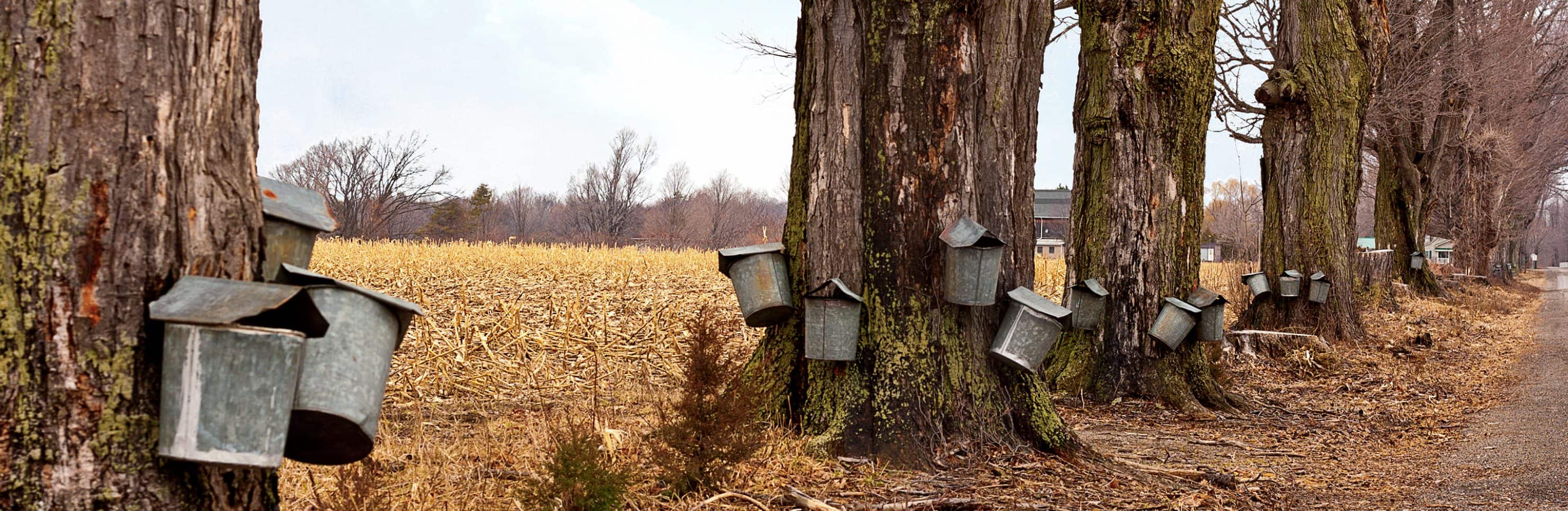 Brunch at the Maple Sugar Farm