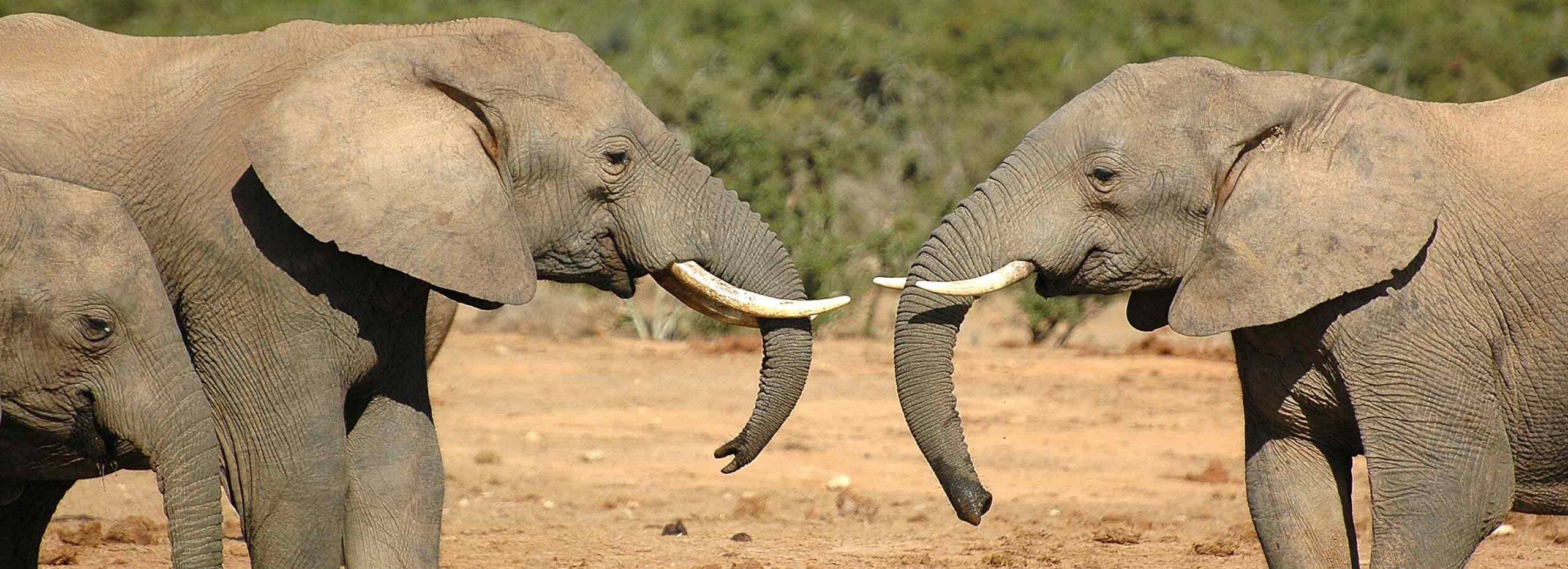 Port Elizabeth, South Africa