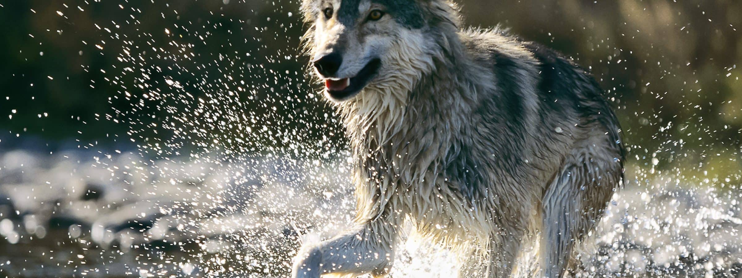 Guide to Alaska Wildlife – Animals, Birds, Mammals