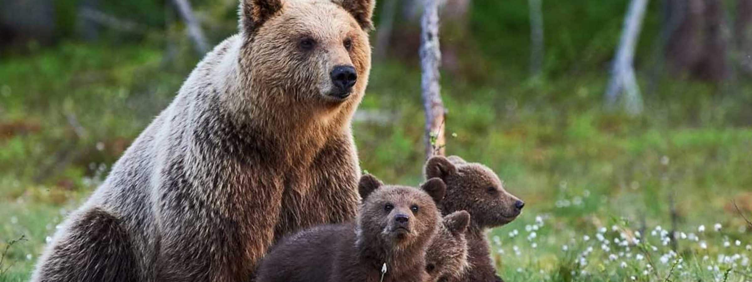 Guide to Alaska Wildlife – Animals, Birds, Mammals