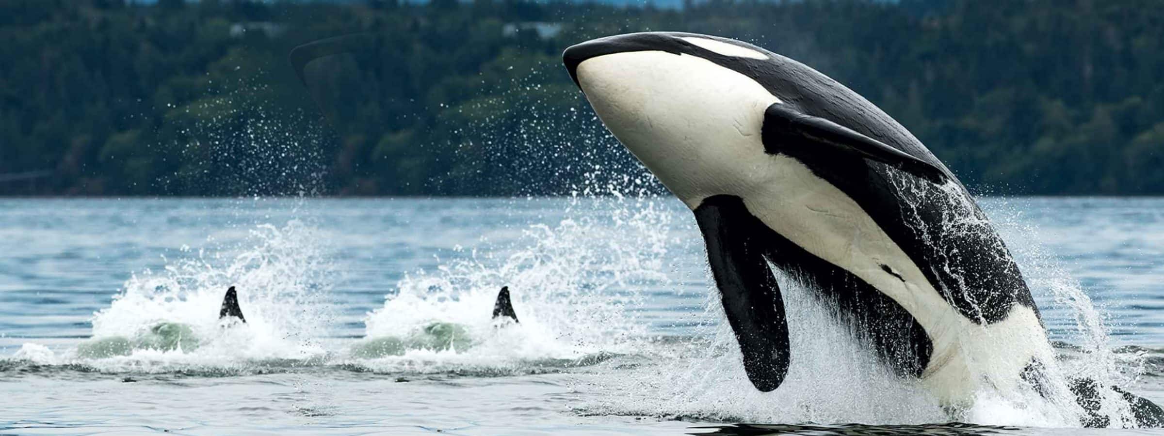 Cruises naar Alaska – 2025-2026 Bekroonde cruises naar Alaska