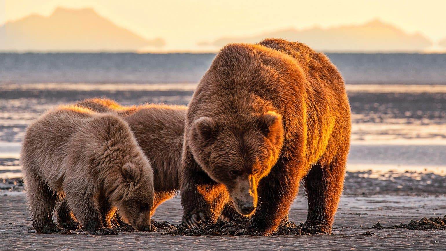 Alaska Land & Sea Journey Cruisetours | Holland America