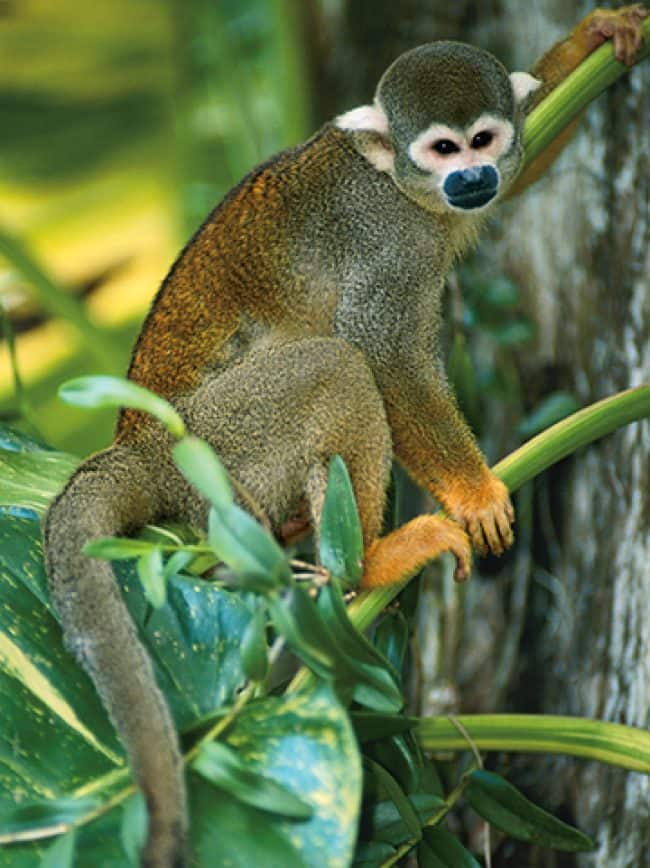 Family-Friendly Cruises 2025-2026 – Best Cruises for Kids