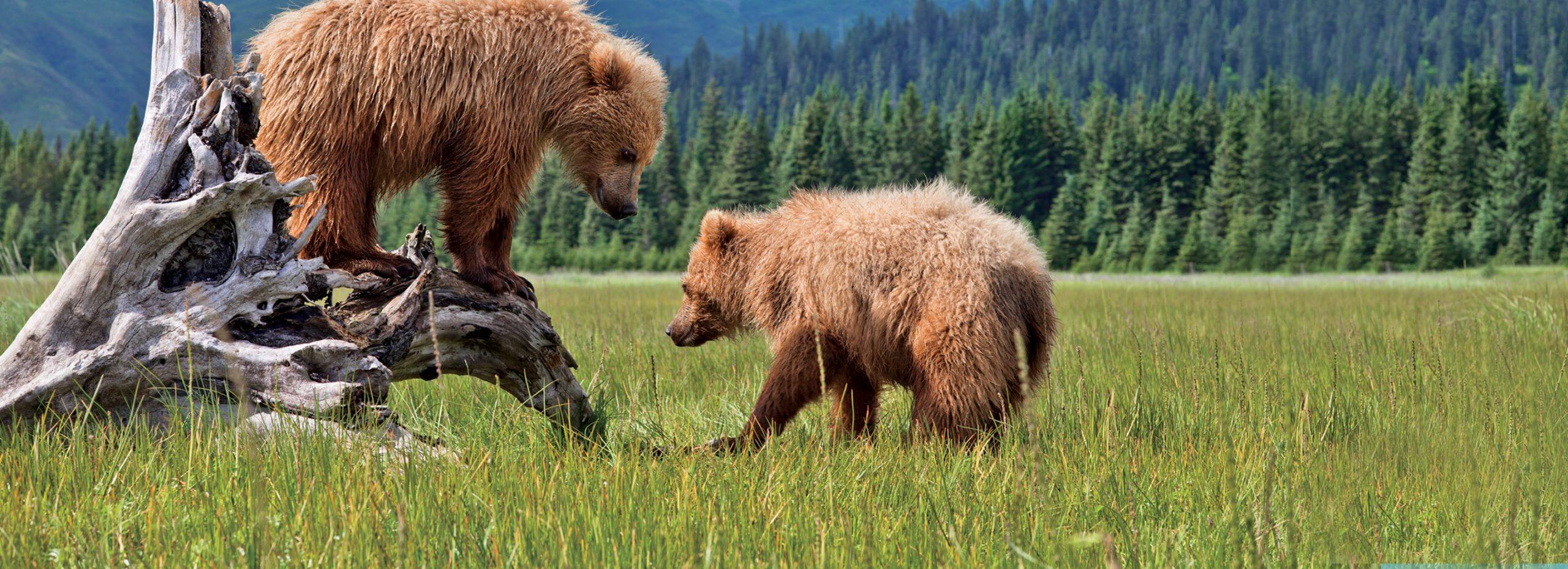 Guide to Alaska Wildlife – Animals, Birds, Mammals