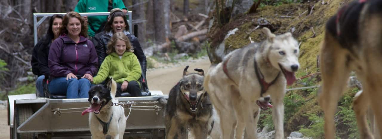 Musher's Camp & Sled Dog Experience (For Guests on Cruisetours) Cruise Tour