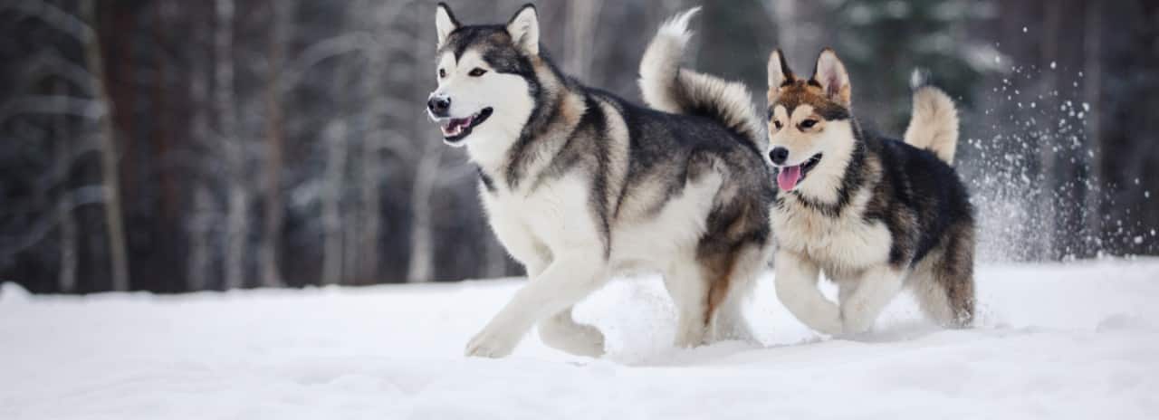 Guide to Alaska Dog Sledding | Holland America Line