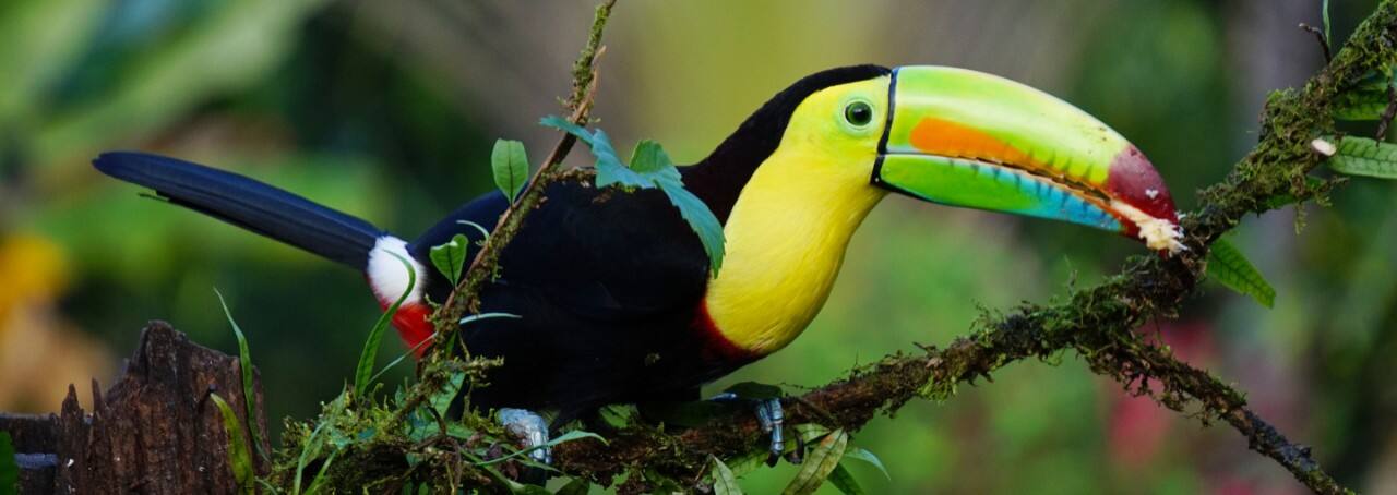 Monster Bus & Rainforest Expedition