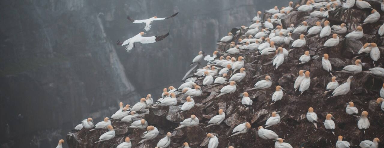 Cruises To Pisco, Peru | Desert Coastlines, Wildlife & Ancient Wonders