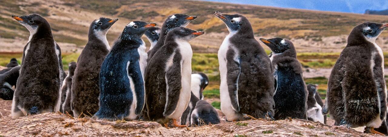 Bluff Cove Penguin Rookery Cruise Tour