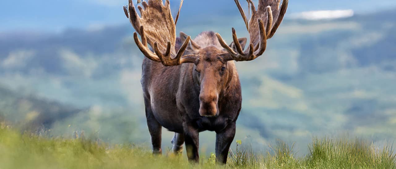 Guide to Alaska Wildlife – Animals, Birds, Mammals