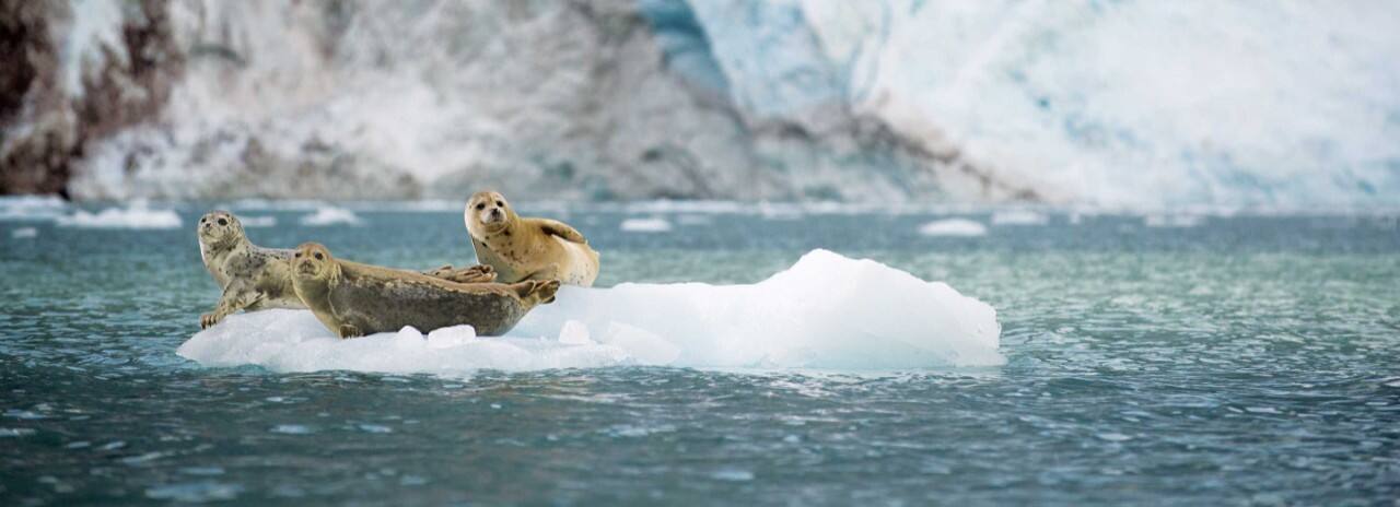 Alaska's Top 5 Marine Animals | Alaska Wildlife | Holland America Line