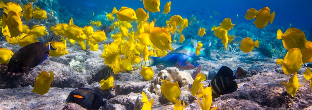 Captain zodiac raft and snorkel adventure - Horoscopeaz.com