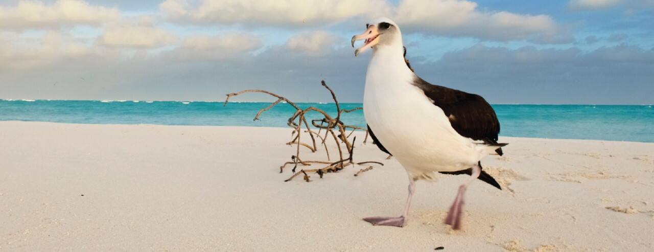 Cruises To Besichtigungsfahrt Midway Island | Holland America Line