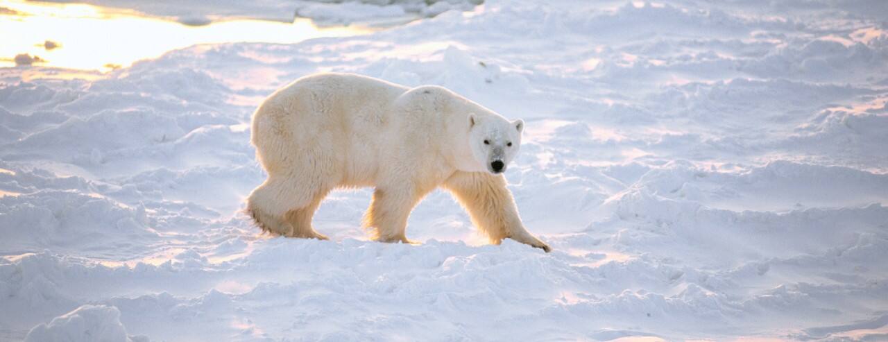 Cruises To Arctic Circle Cruise | A Journey Into the North