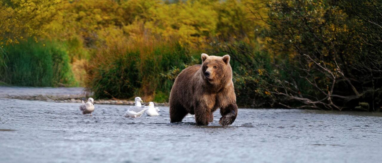 Guide to Alaska Wildlife – Animals, Birds, Mammals
