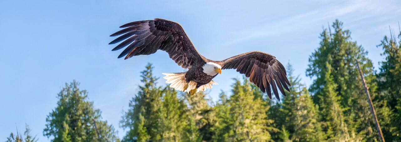 Alaska Raptors & Bald Eagle Foundation Cruise Tour