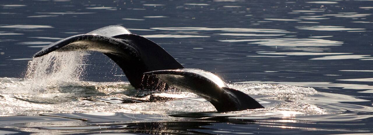 Ketchikan Photo Safari Cruise Tour