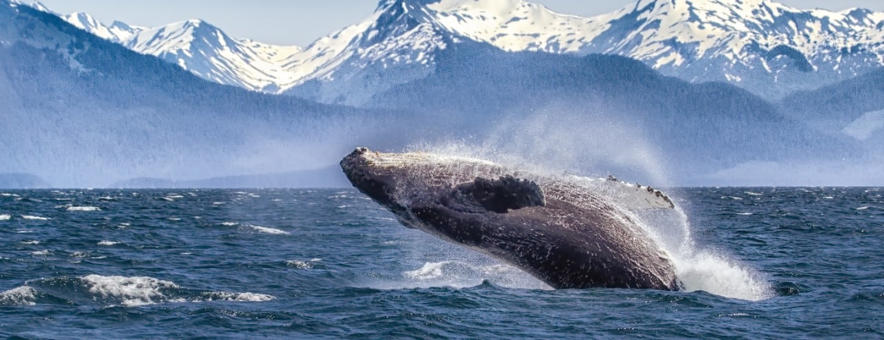 Scenic cruising Tracy Arm or Endicott Arm
