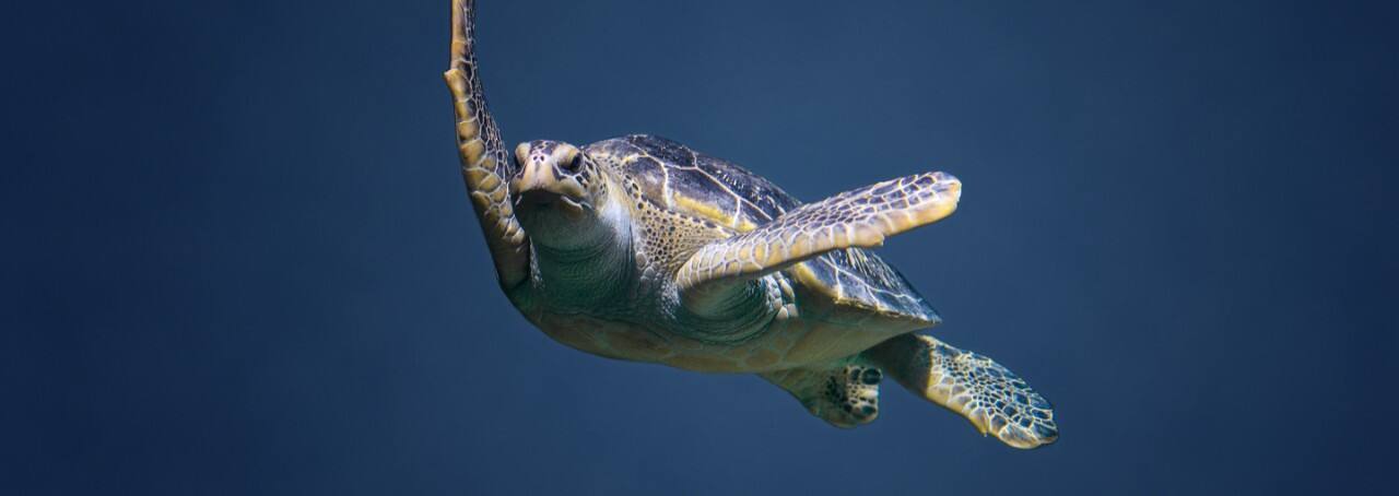 Cayman Island Highlights & Turtle Centre Cruise Tour