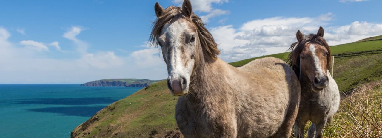 Cruises To Fishguard Cruises | Celtic Tales & Welsh Landscapes