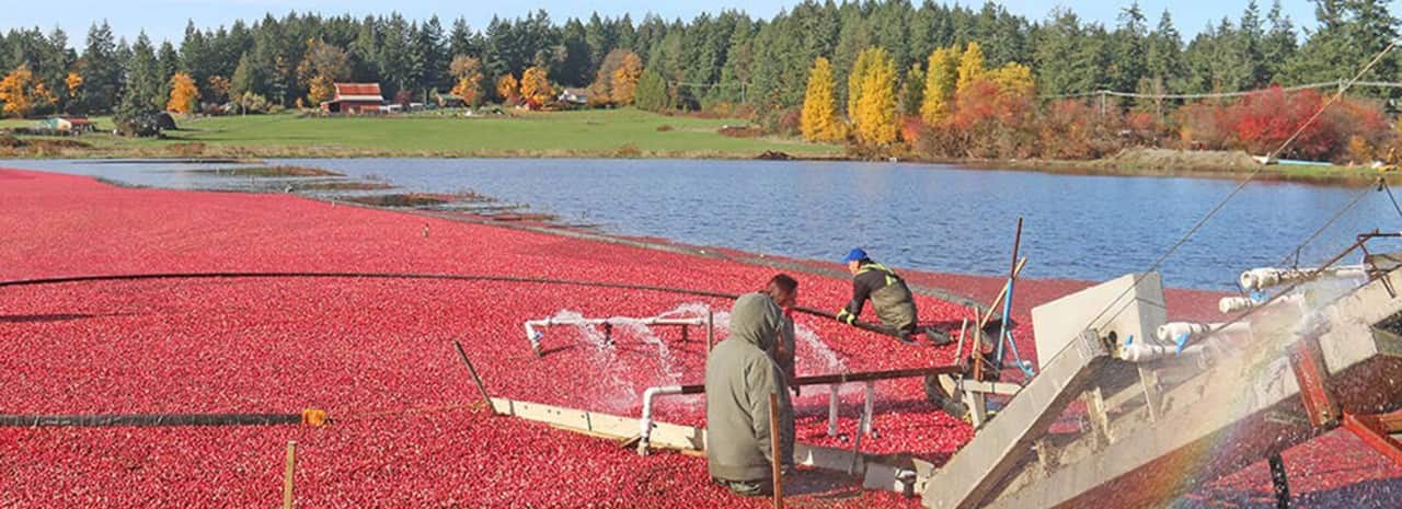 Gallery Walk, Cranberry Farm & City Sights