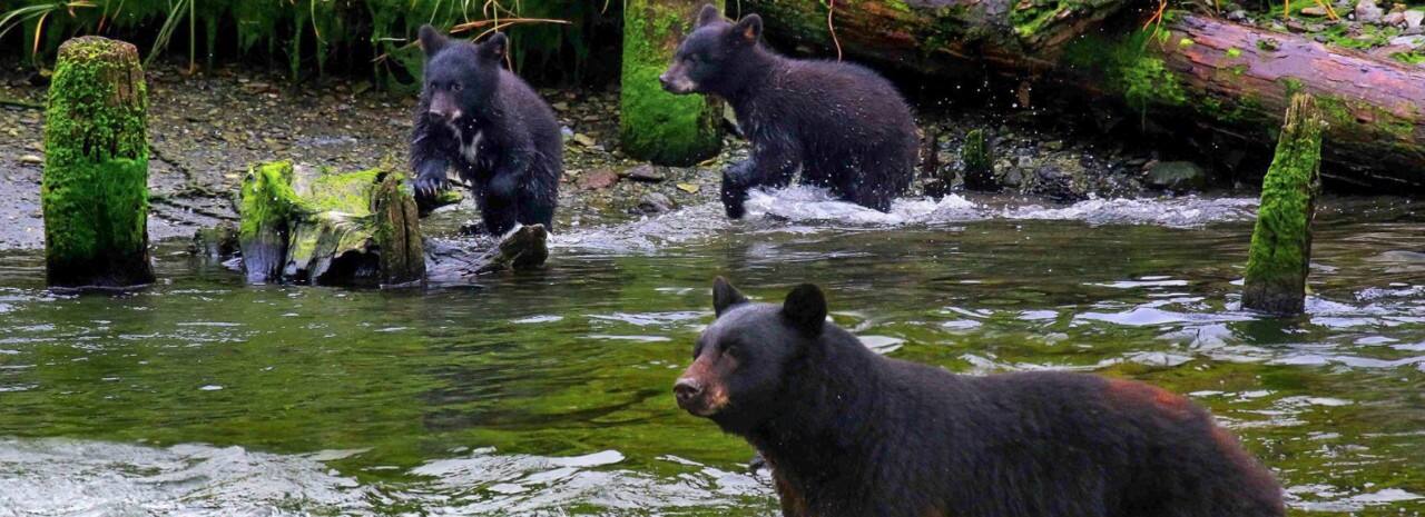 Black Bear, Wildlife & Nature Walk Cruise Tour