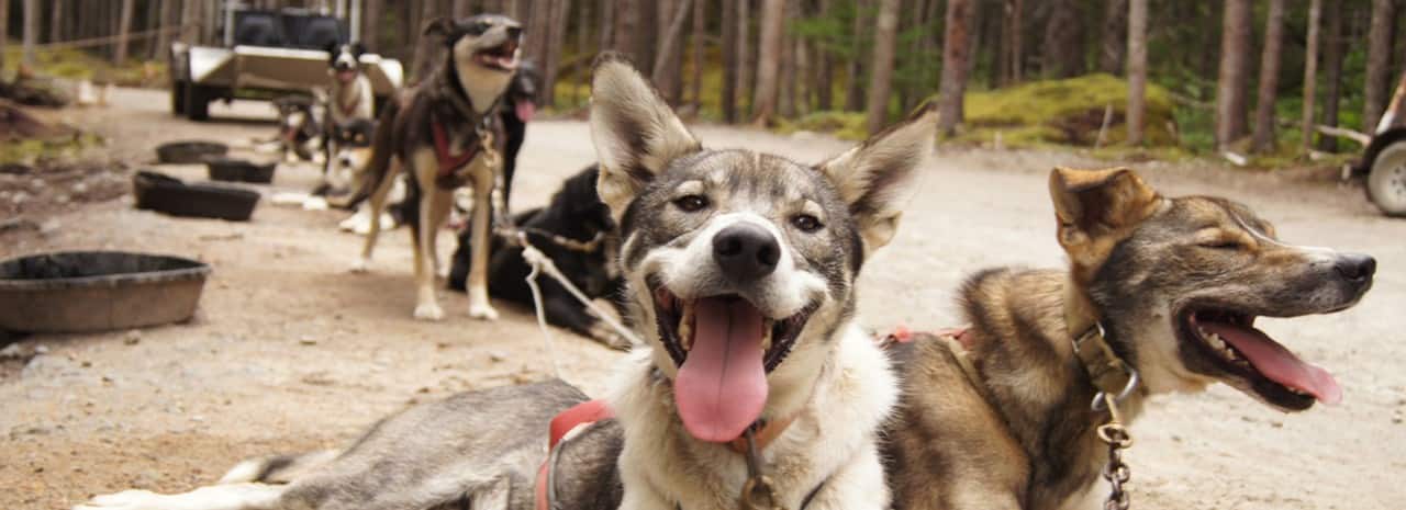 Musher's Camp & Sled Dog Experience Cruise Tour