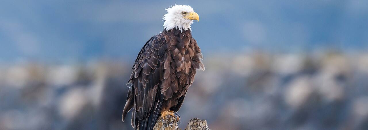 Alaska Raptor Center & Rain Forest City Walk Cruise Tour