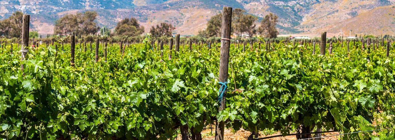 Calafia Valley Wine Country Cruise Tour