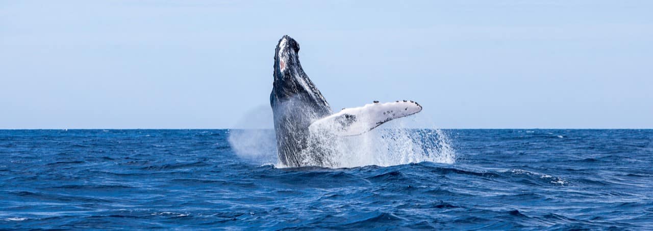 When and Where to Go Whale Watching on the West Coast