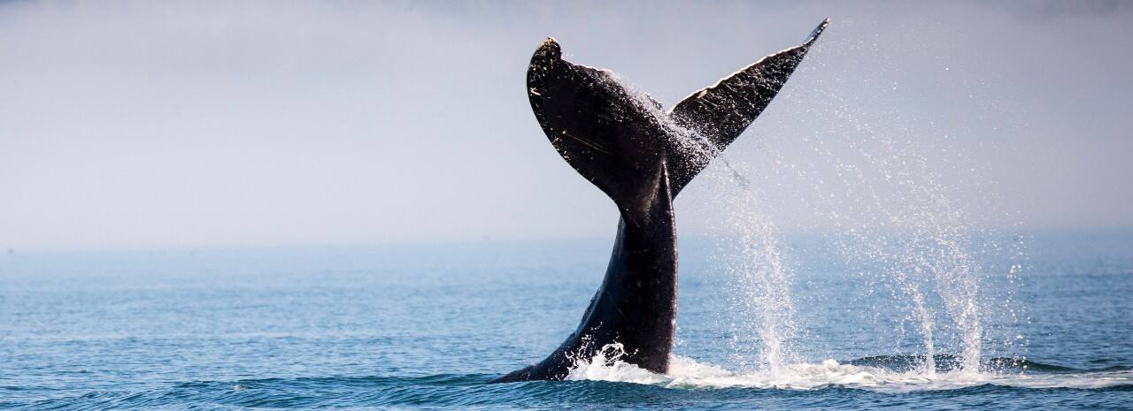 Cruises To En el mar (Golfo de Alaska)