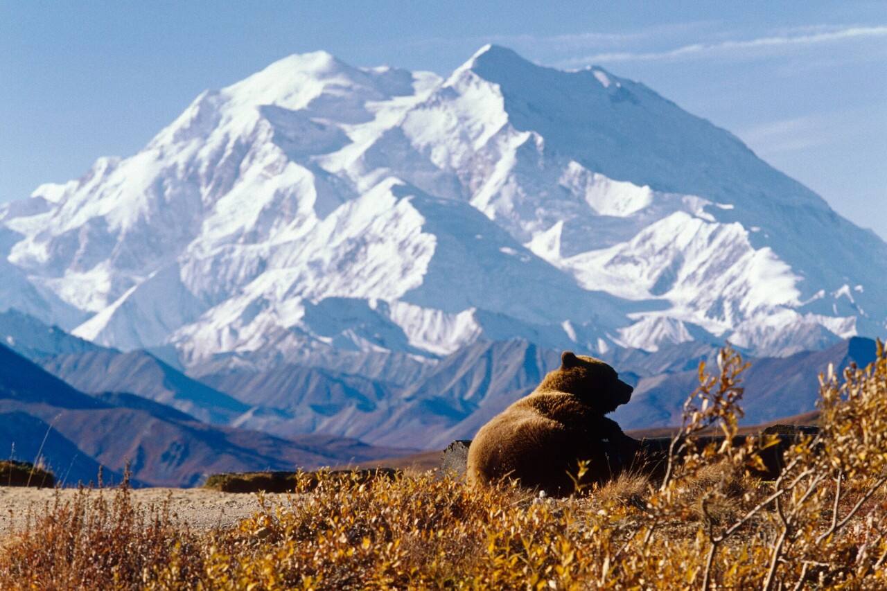 Bezoekersgids voor Denali National Park in Alaska