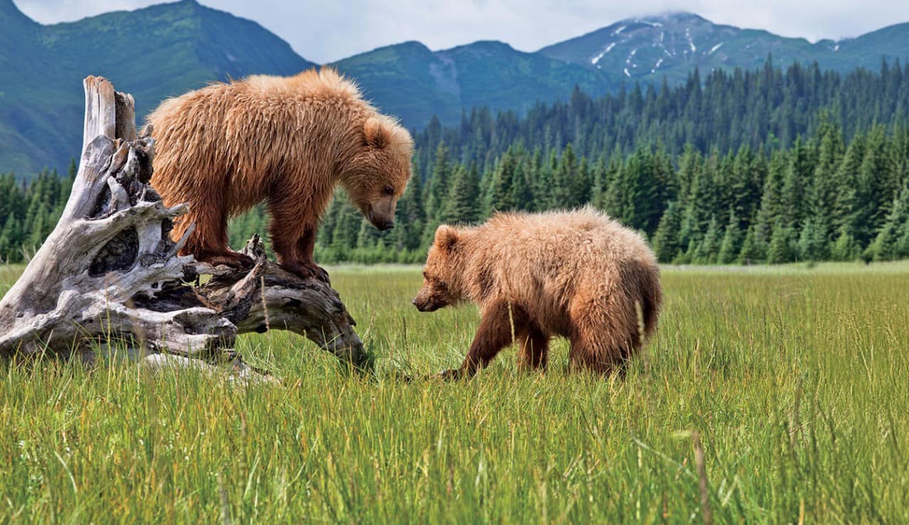 Guide to Alaska Wildlife – Animals, Birds, Mammals