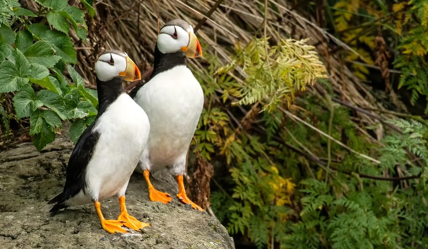 Guide to Alaska Wildlife – Animals, Birds, Mammals